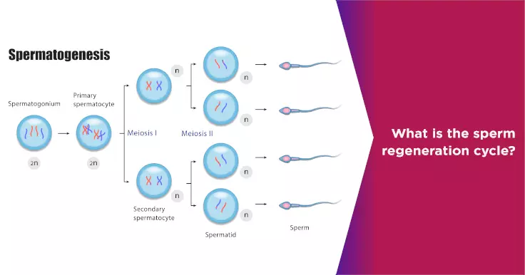 Understanding the Sperm Regeneration Cycle: How It Affects Fertility ...